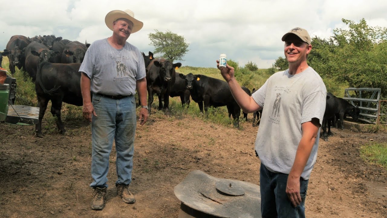 Learn what farmers and ranchers do to keep their cattle healthy while ...