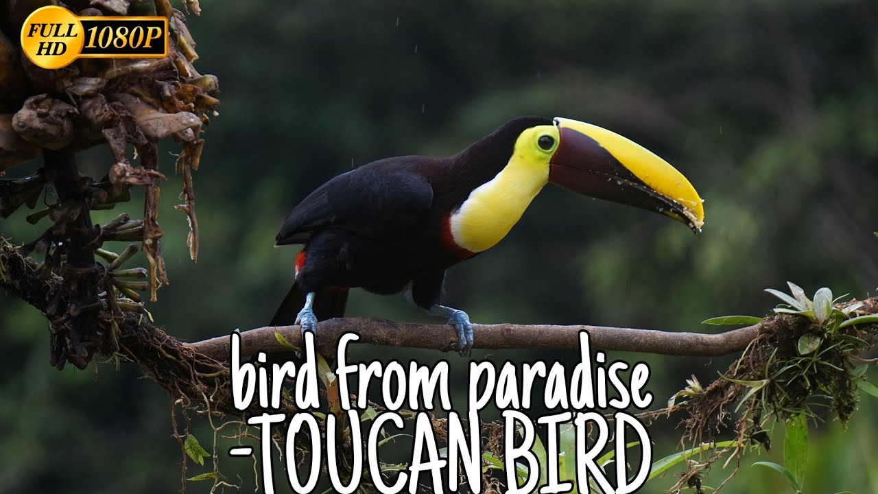Toucan celeste- Bird From Paradise - YouTube