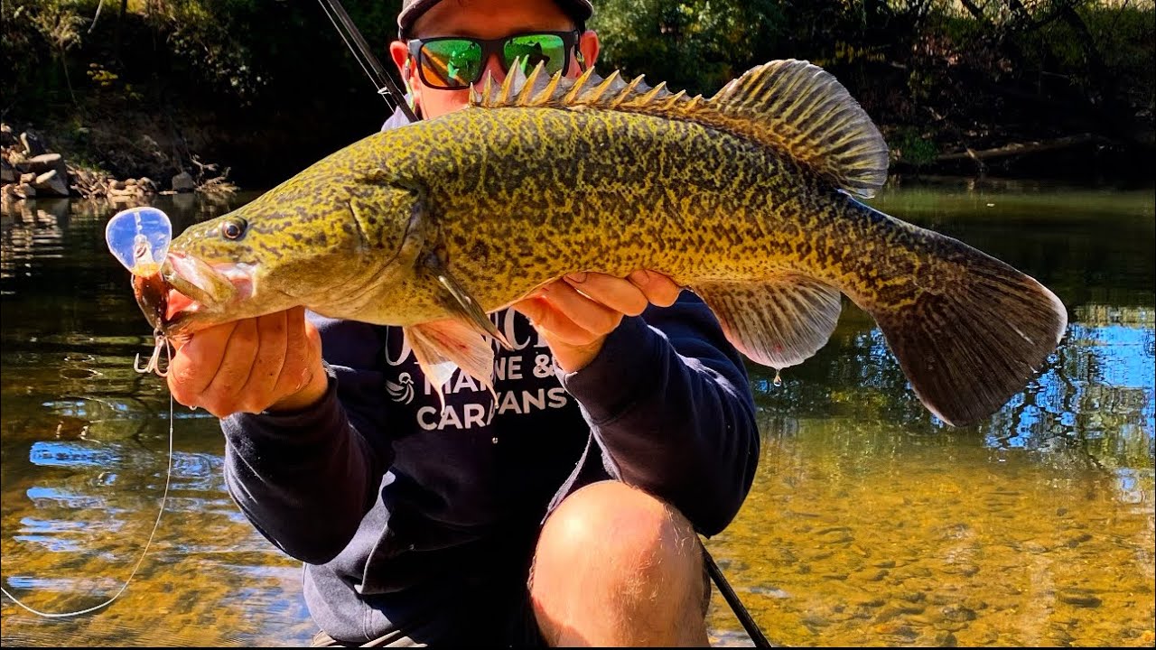 Early season Murray cod mash up! - YouTube