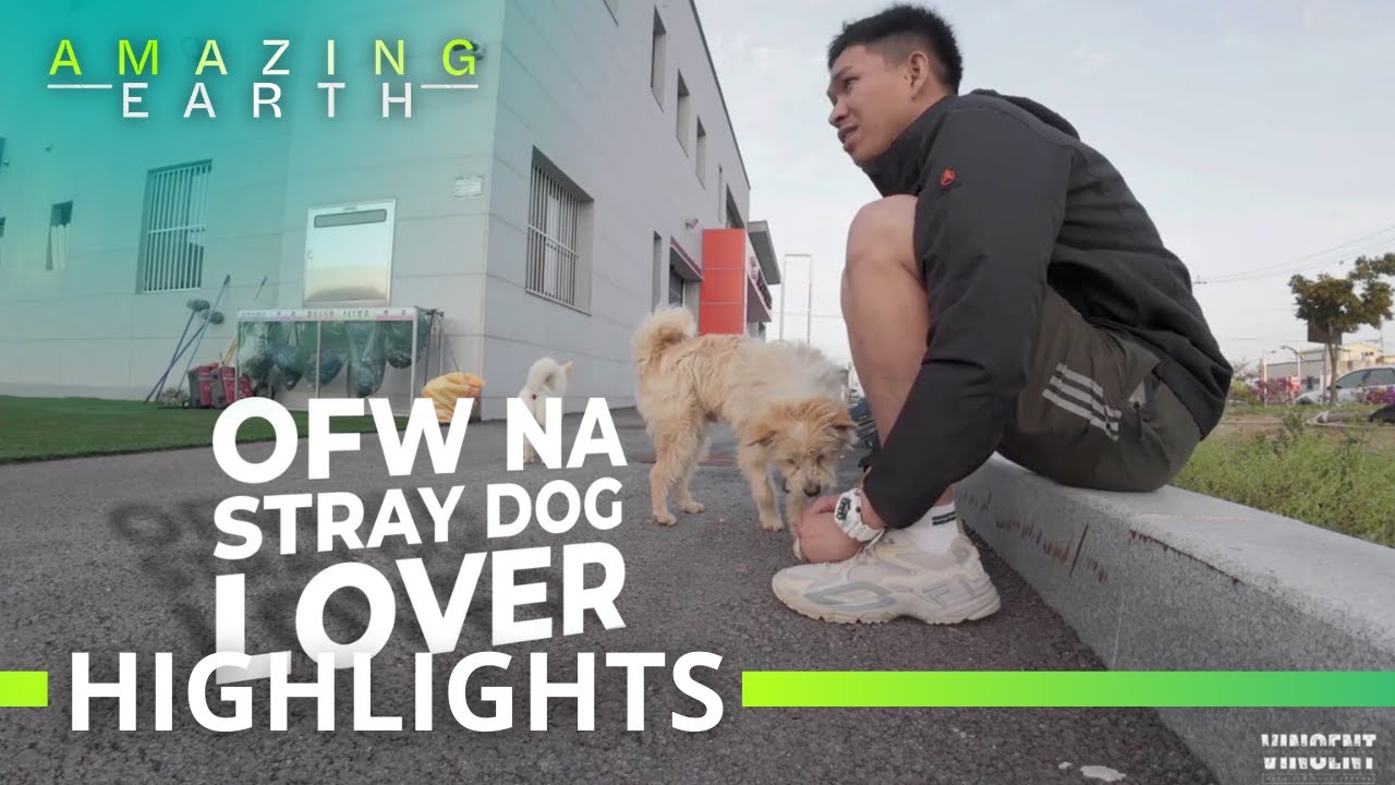 Amazing Earth: A Filipino OFW’s heartwarming bond with stray dogs in ...