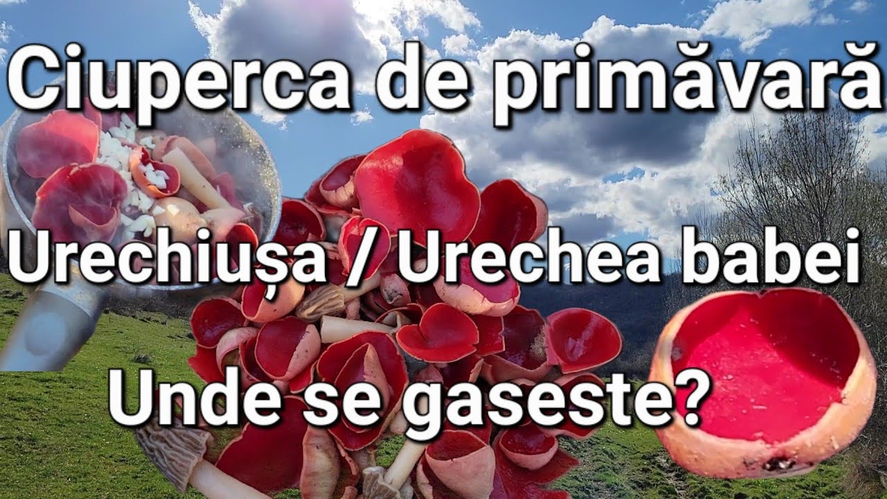 Ciuperca-Urechiușa/Pocalul piticilor/Urechea babei/ unde se găsește ...
