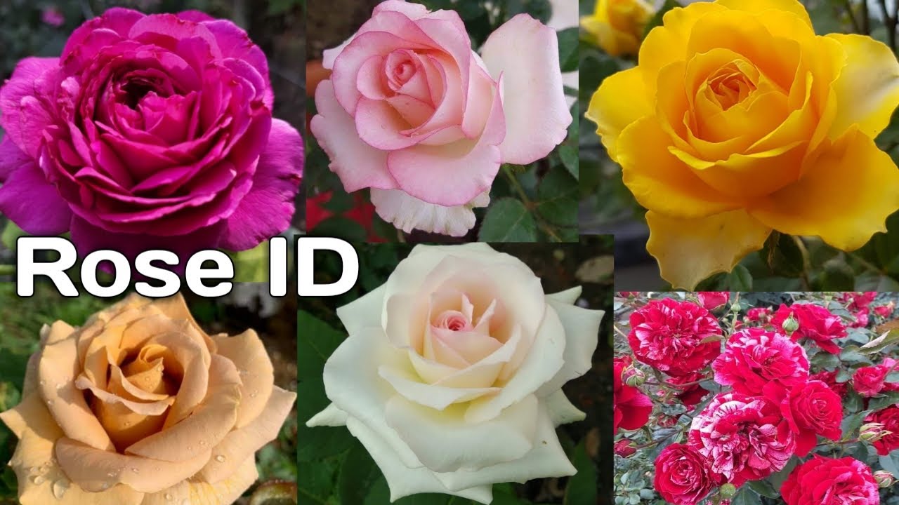 10 Very Beautiful Rose Flowers With Names Or IDs | Best Rose Variety In ...