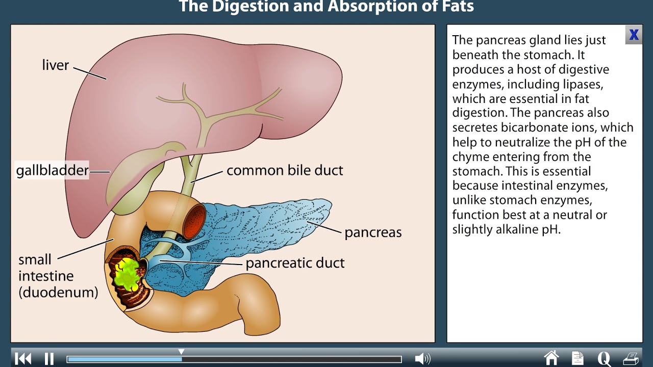 The Digestion and Absorption of Fats - YouTube