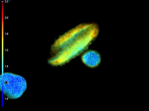 Mixed Pollen Grains Fluorescence Lifetime - YouTube
