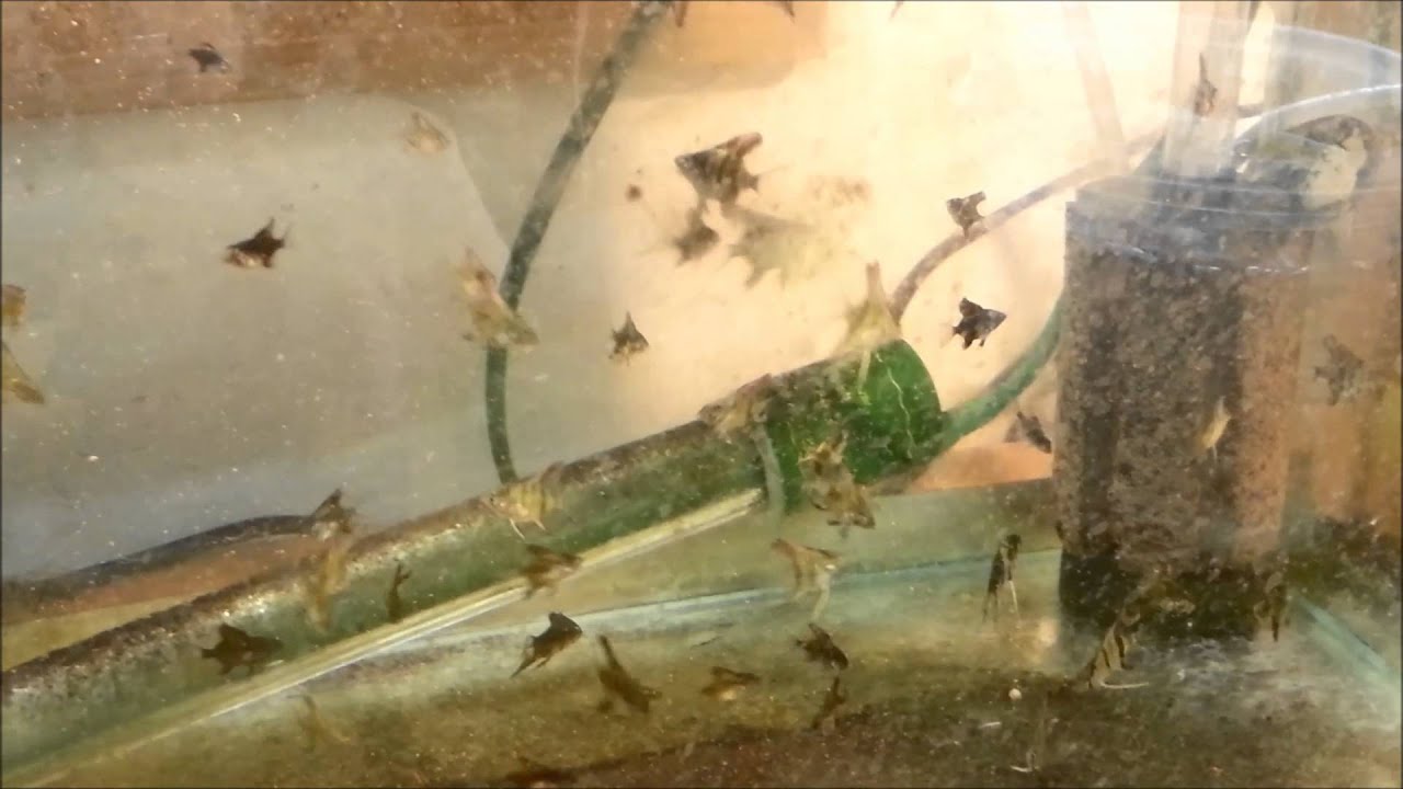 Angelfish breeding - step by step - YouTube