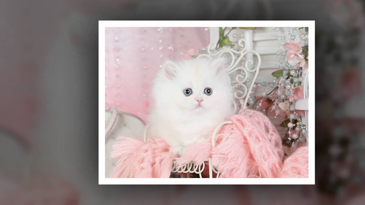 Rug Hugger Persian Kitten - Cloud Nine - YouTube
