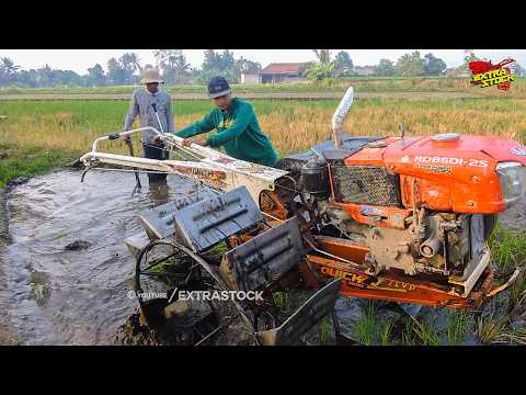 Joki Muda Garap Lahan Gunakan Traktor Sawah Mesin Kubota Super Power