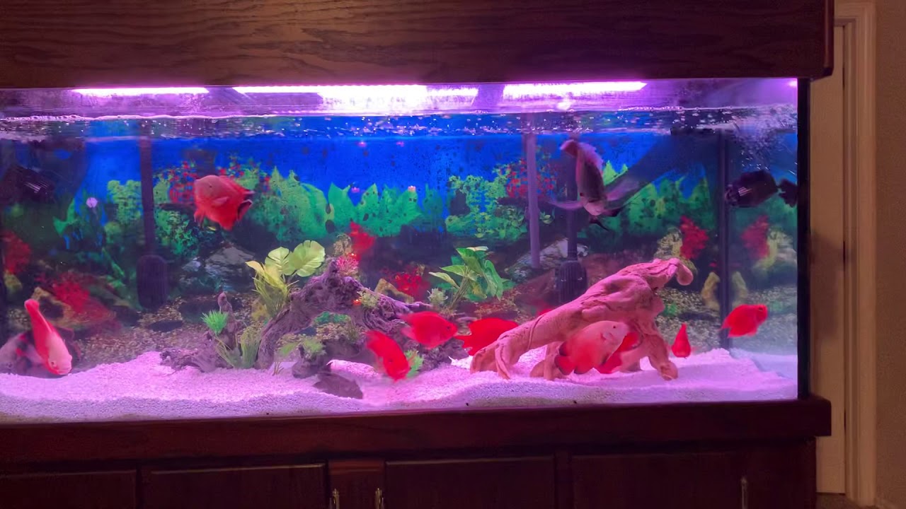 210 Gallons Oscar and Blood Parrot Fish Tank Part 1 - YouTube