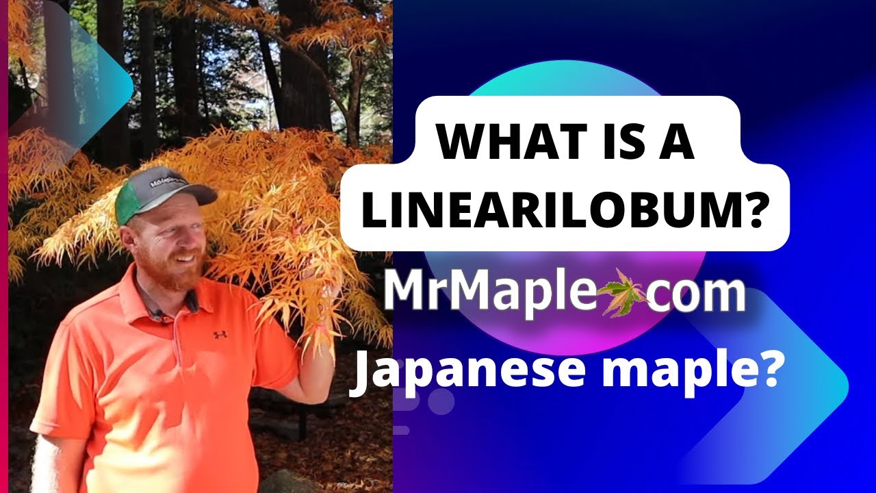 What is a linearilobum Japanese Maple? - YouTube