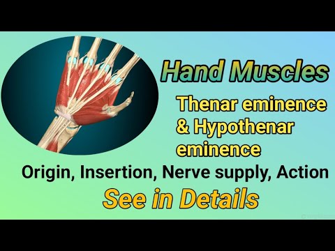 Thenar eminence | Hypothenar eminence | Hand Muscles Anatomy - YouTube