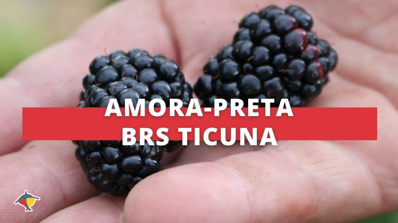 Nova amora-preta é apresentada ao setor produtivo em Dia de Campo em ...