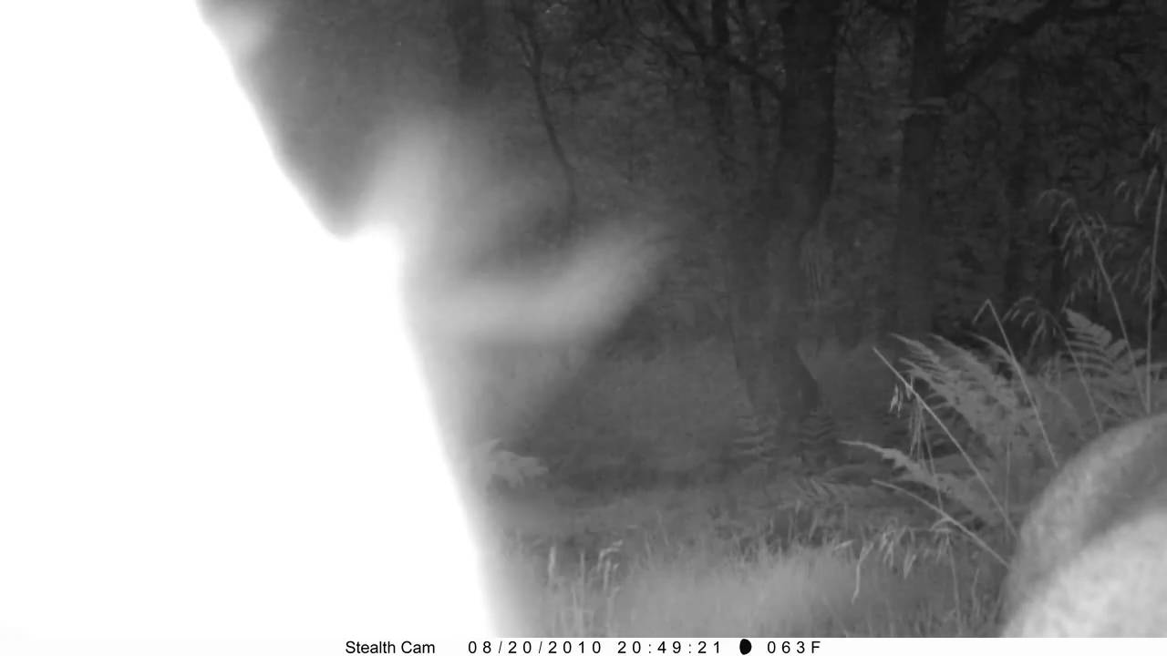 stealth camera deer pics 011 - YouTube