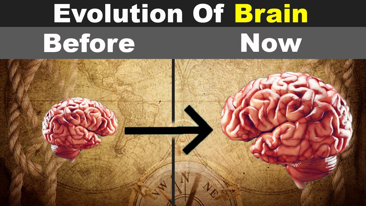 Evolution Of Brain Acording To Science (Urdu/Hindi) - YouTube