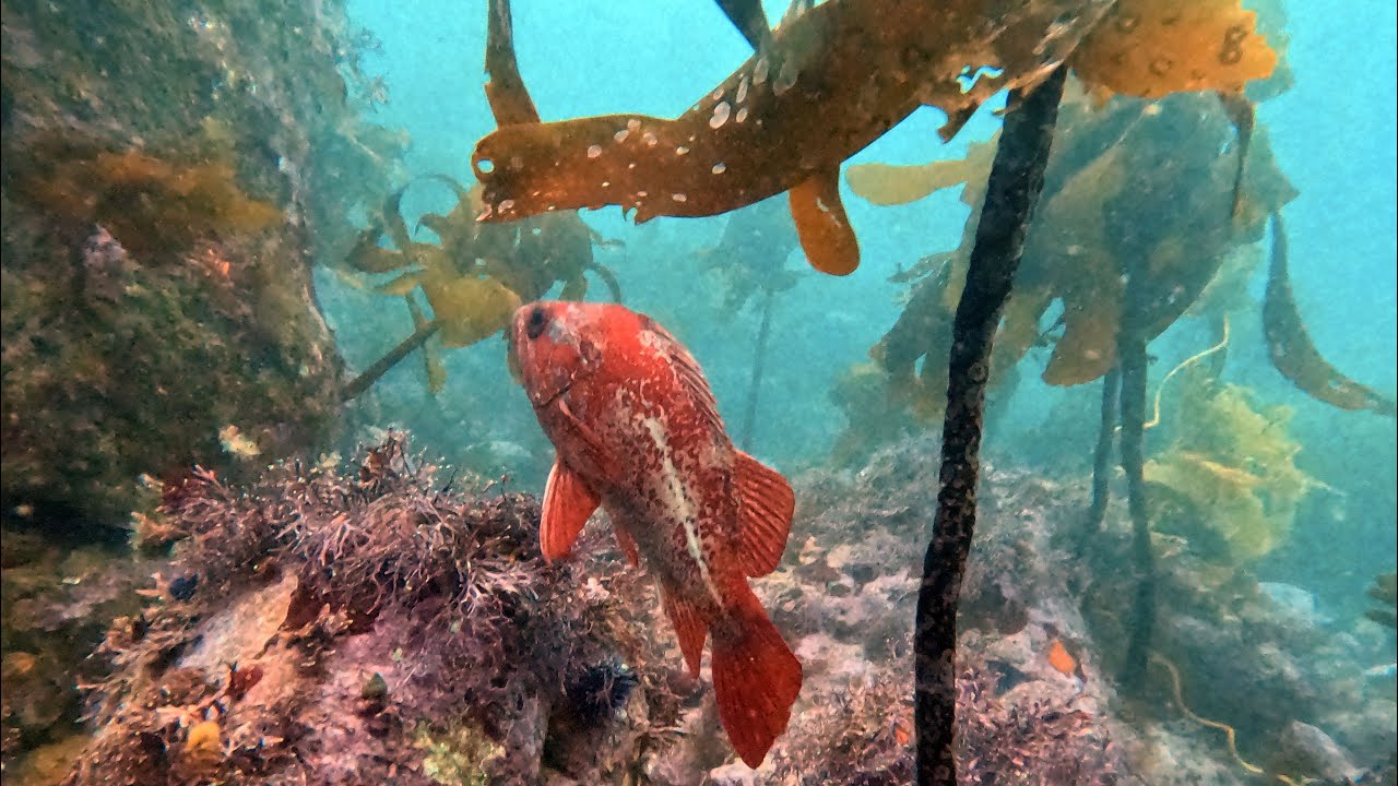 Winter Point Lobos Monterey dive - YouTube