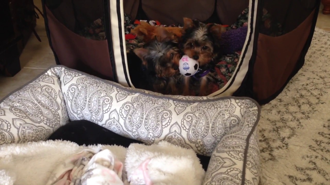 Yorkie puppies playing with soccer ball, Lucy and Linus. - YouTube