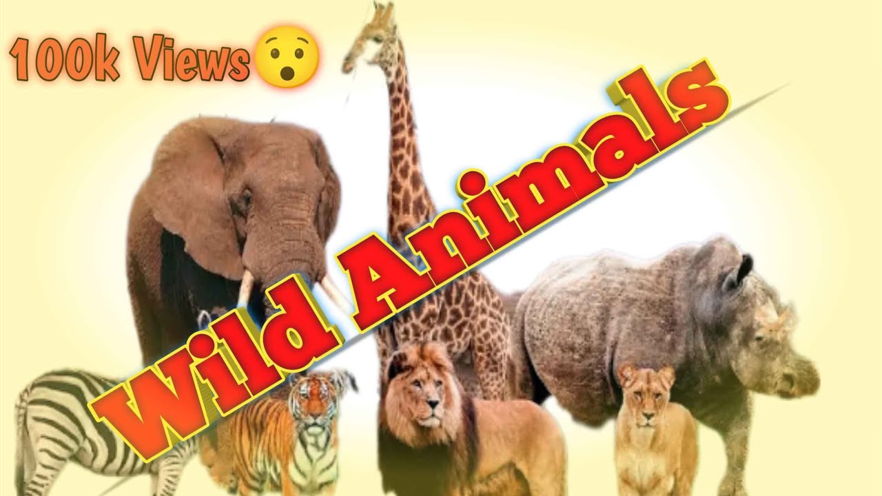 The Best Of Tiger Attack | Wild Animals - YouTube