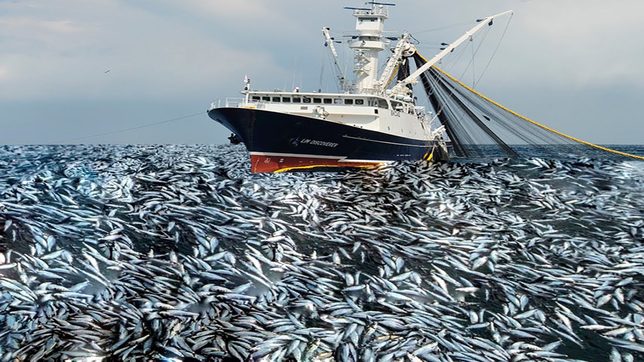 How Japanese Fishermen Catch Tuna Commercially - Amaizng Catching ...