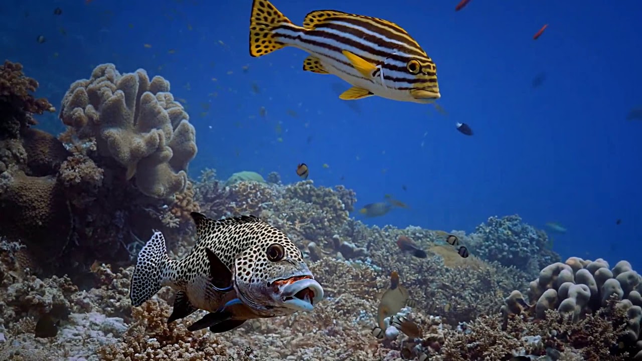 Spotted Sweetlips Reef Fish - YouTube