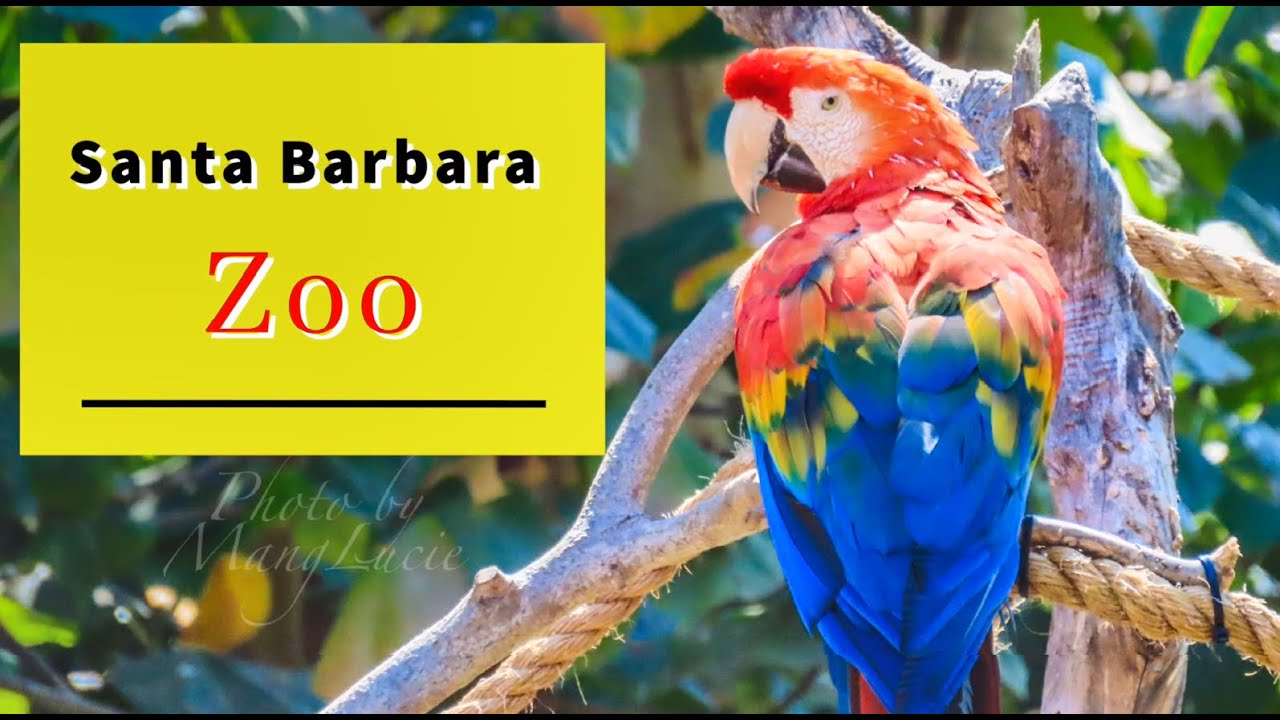 Santa Barbara Zoo 2020 USA the best animals Lions, Gorillas, Giraffes ...