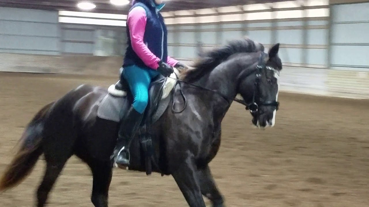 Dog and Pony Show December 2018 - YouTube