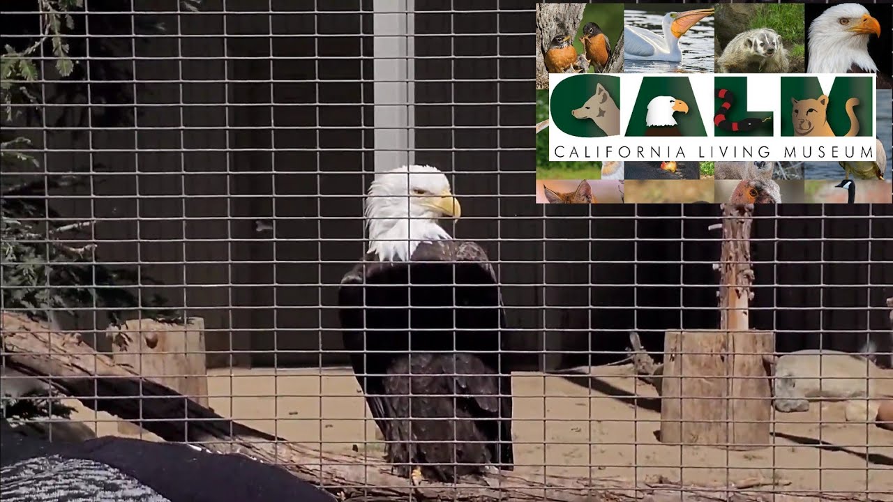 Visiting the California Living Museum (CALM) - YouTube