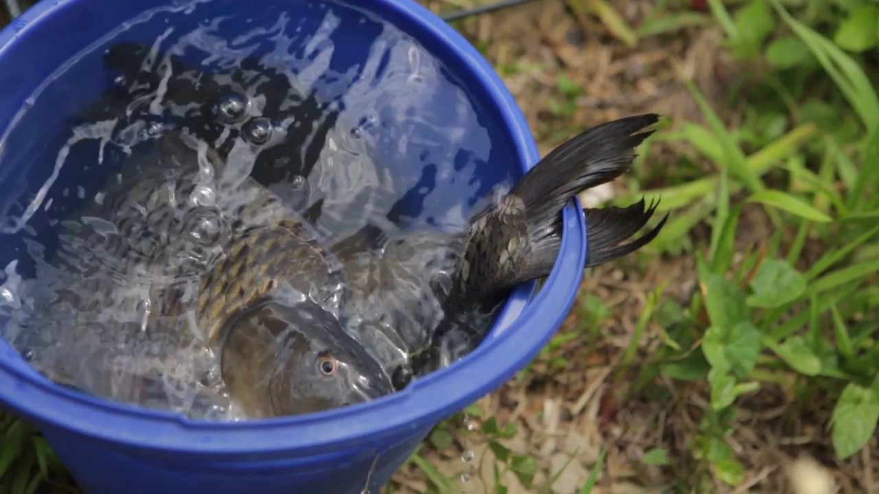 Сухая кровь Dry Blooder - YouTube