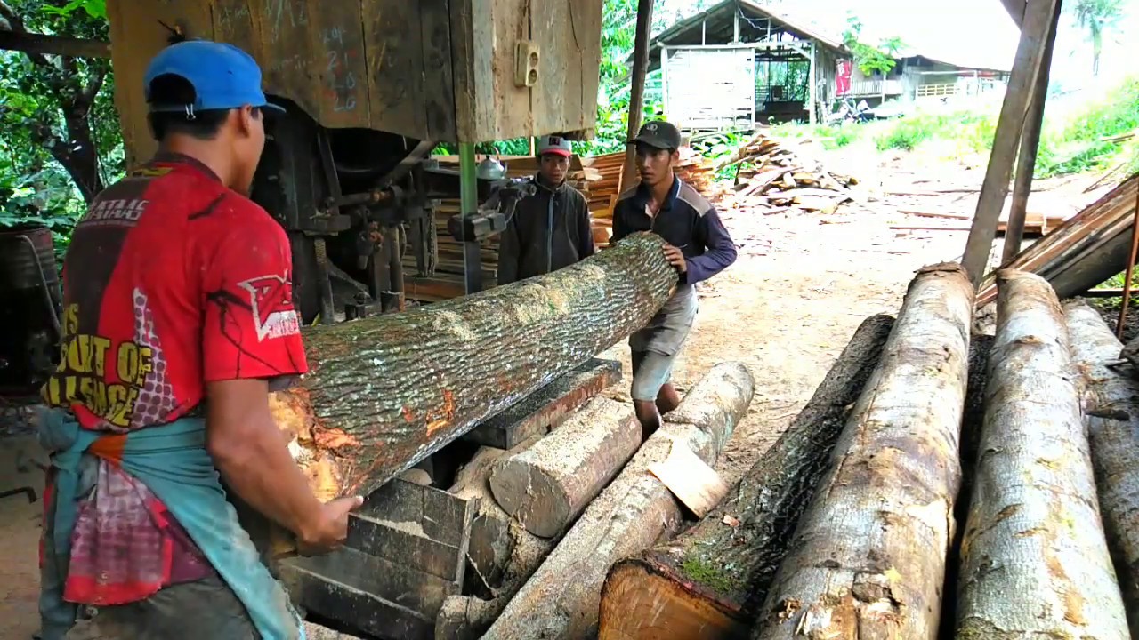 BELAH KAYU MINDRI SUPER BESAR - YouTube