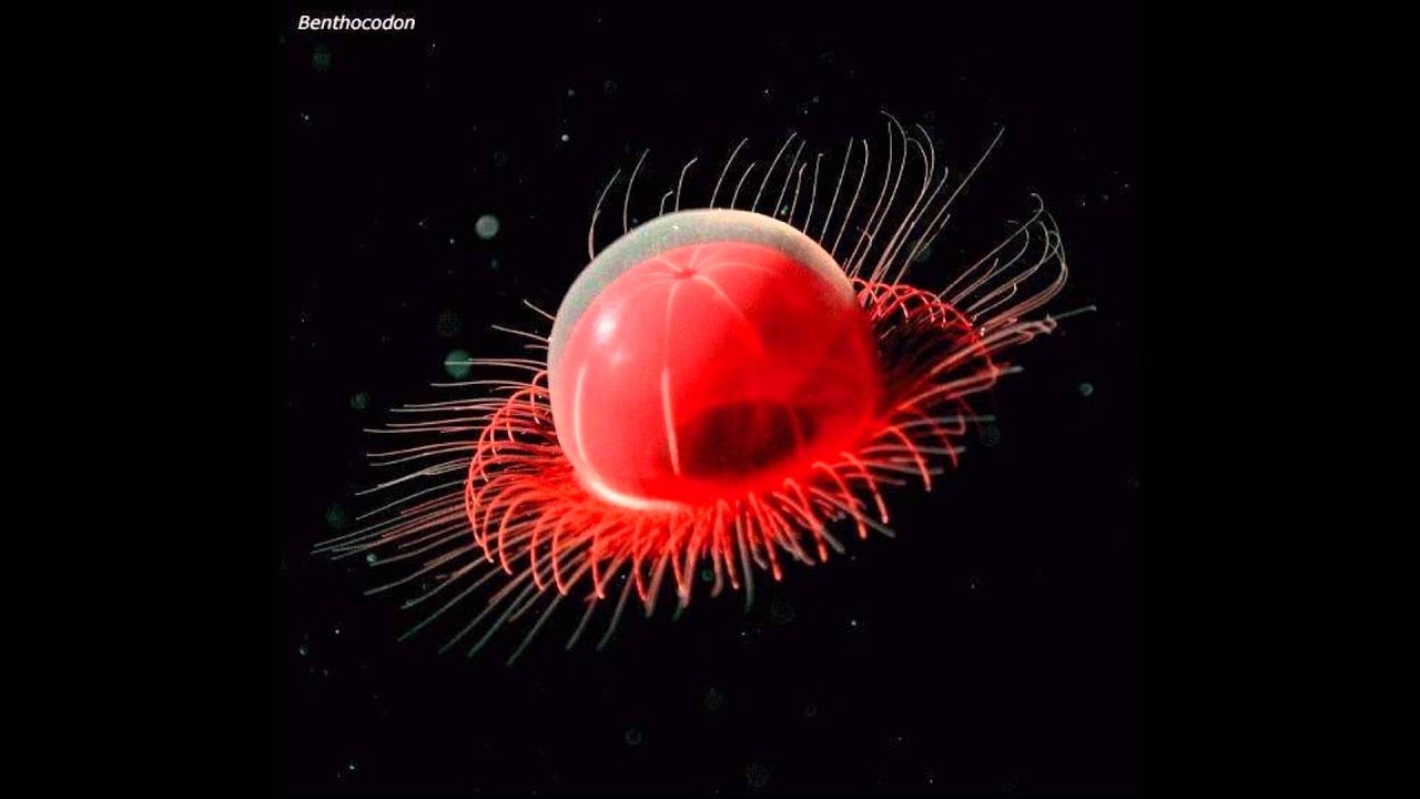 Sncrtc - benthocodon - YouTube