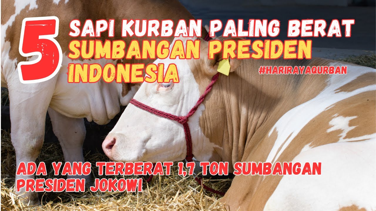 5 Sapi Kurban Paling Berat Sumbangan Presiden-Presiden Indonesia | Ada ...