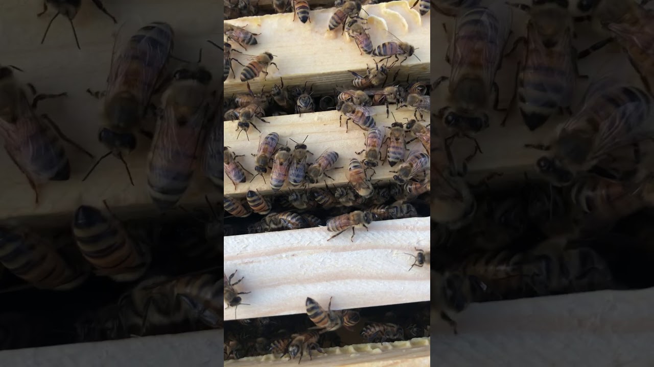 Bees Buzzing! - YouTube