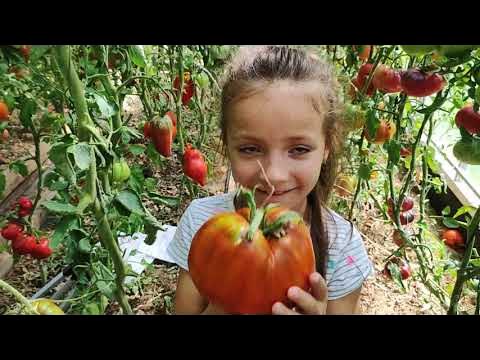 Сорт томата -Огненный гребень. - YouTube