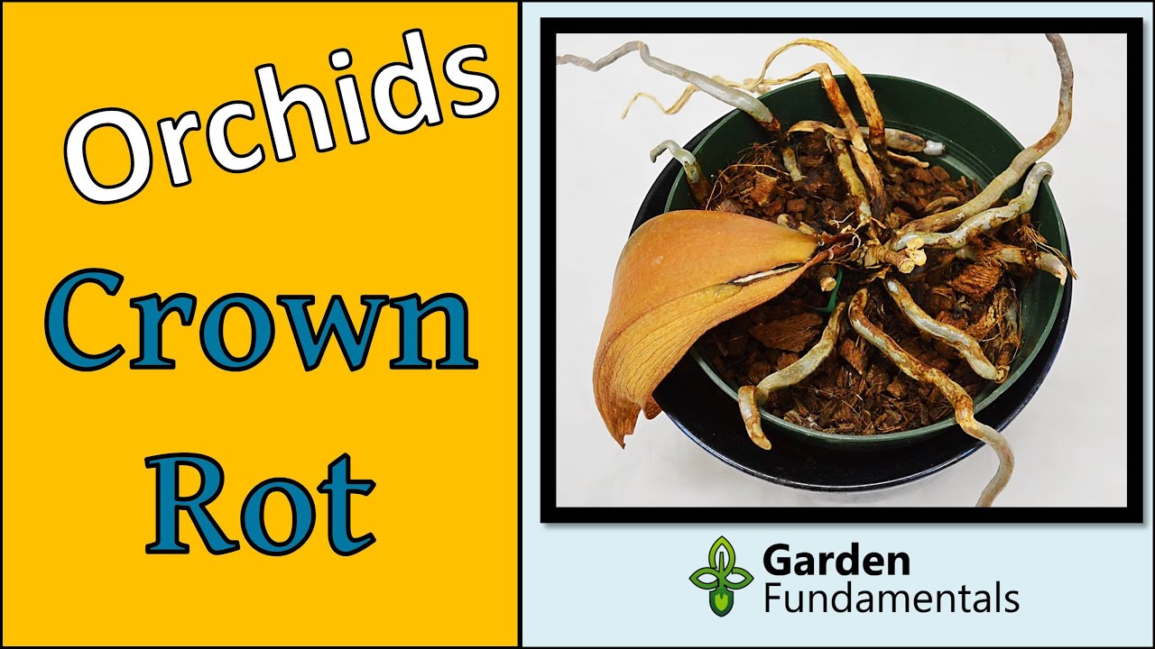 Orchid Crown Rot: Identification, Prevention and Cure 🌸🌸🌸Saving Your ...