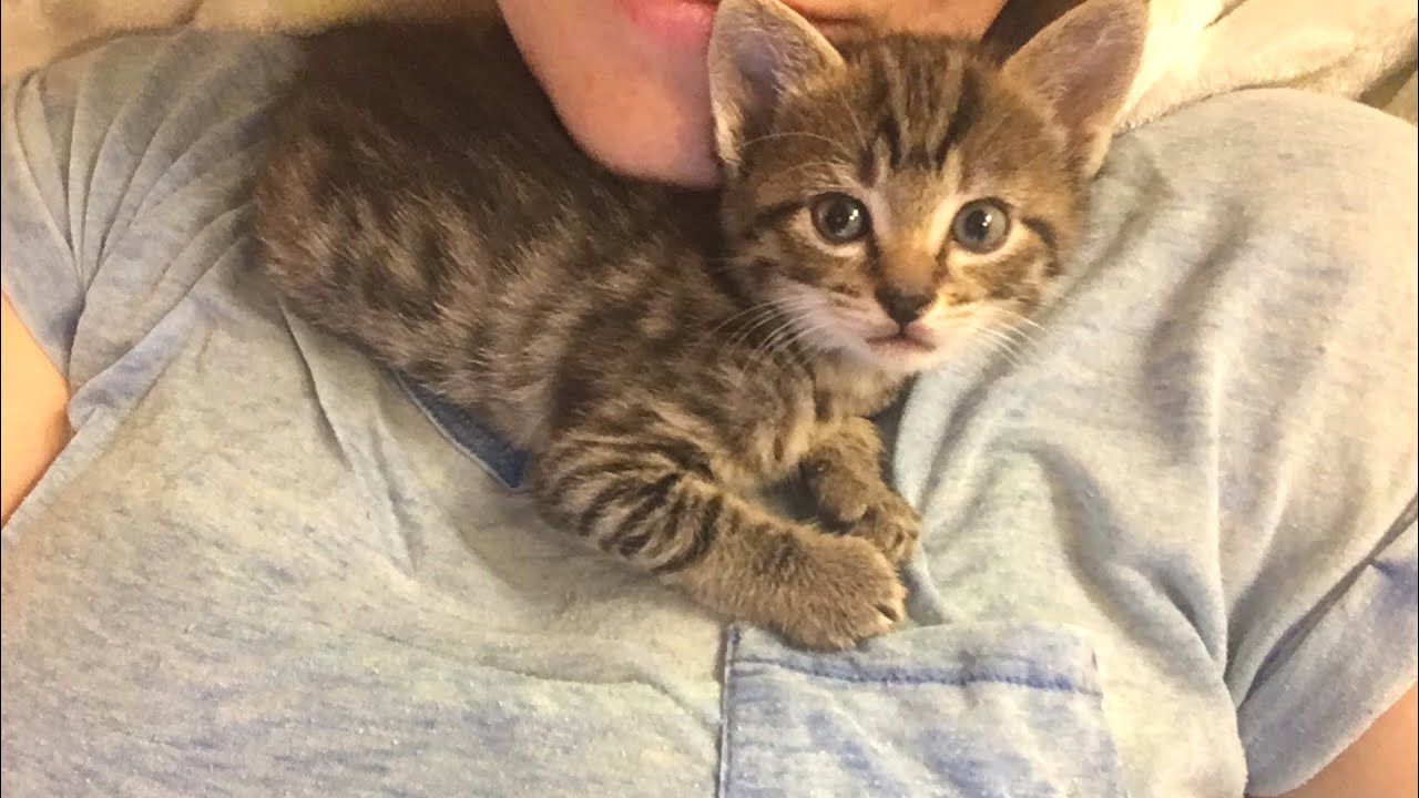 Cuddling With Baby Kitten Chickadee! The Power Goes Out During the ...