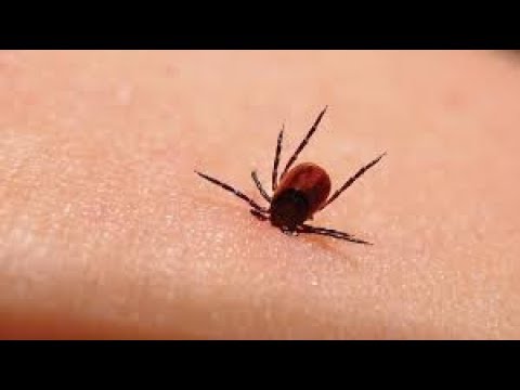 Ten Pass Ozone with the Herrmann Machine - YouTube