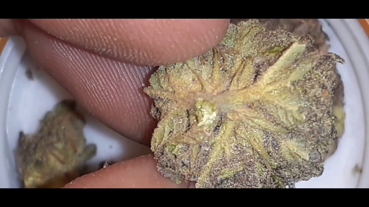 Triple cheese, Medical marijuana. Triple Cheese. hydrid, 13%,0cbd. S1 ...