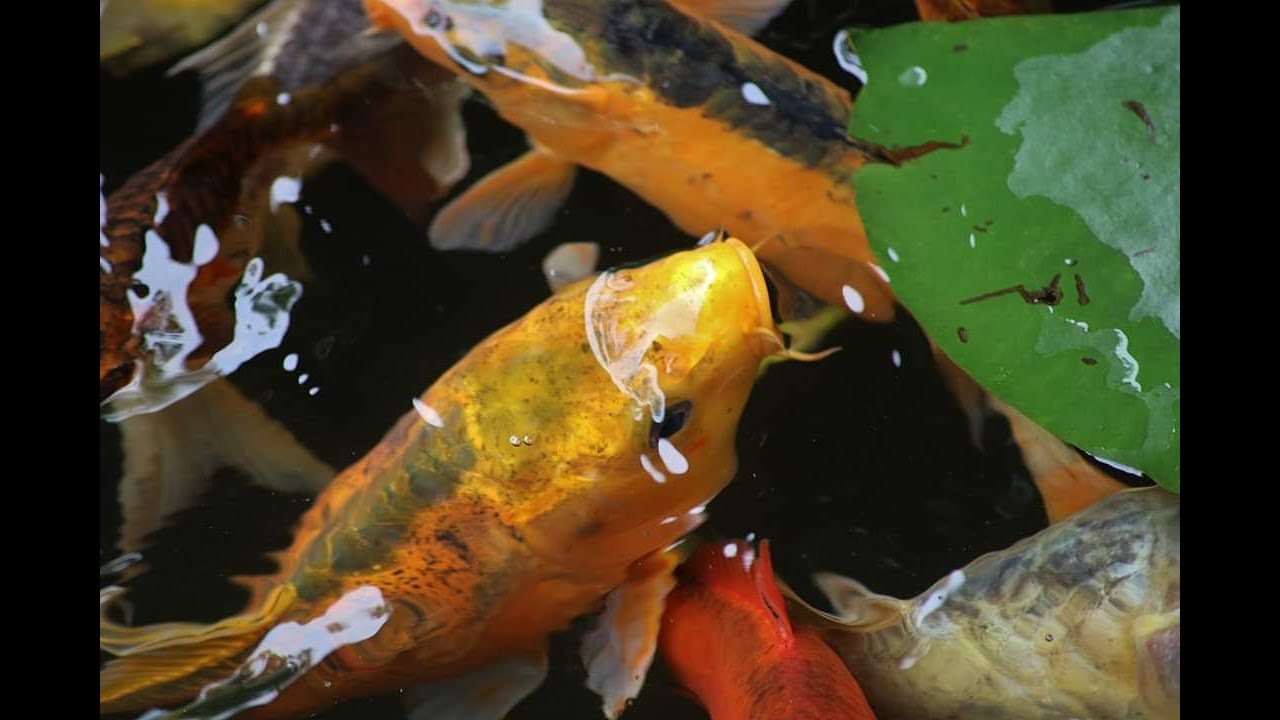 COMO HACER UN ESTANQUE, SISTEMA DE FILTRADO, CARPAS KOI - YouTube