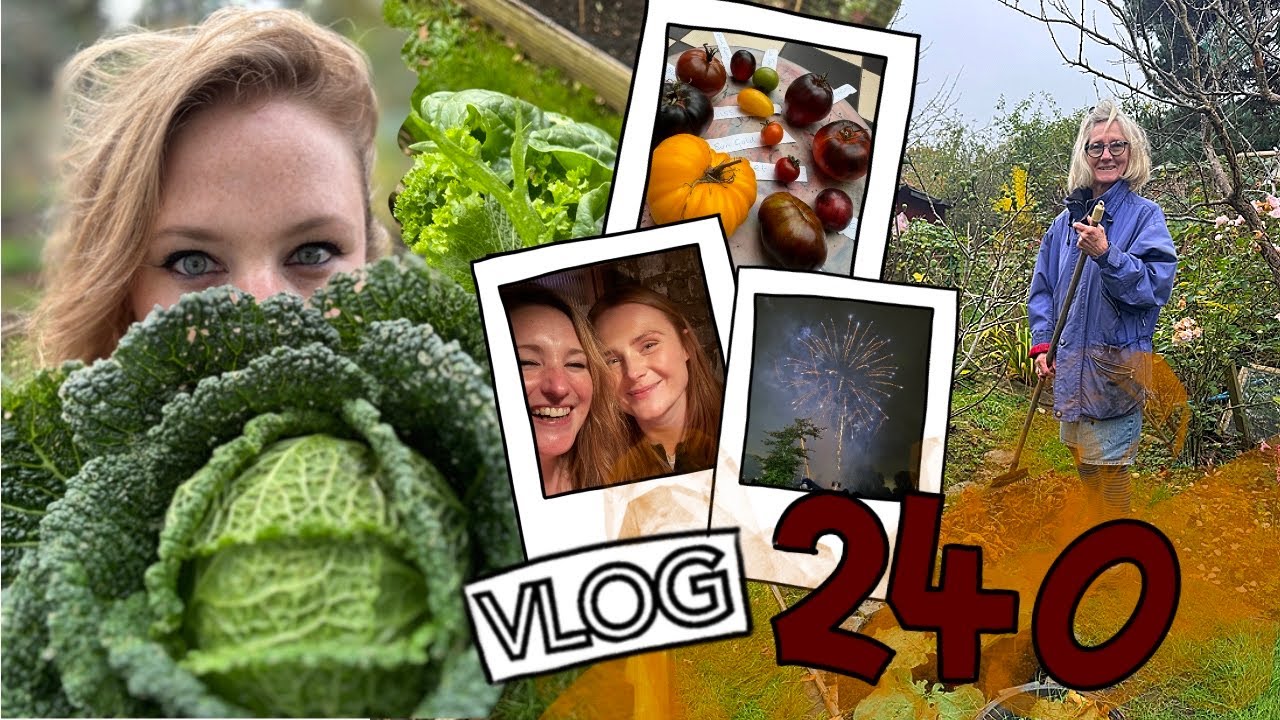 Our first Savoy Cabbage ever! Plus Mulching, Broad Beans, Fireworks and ...