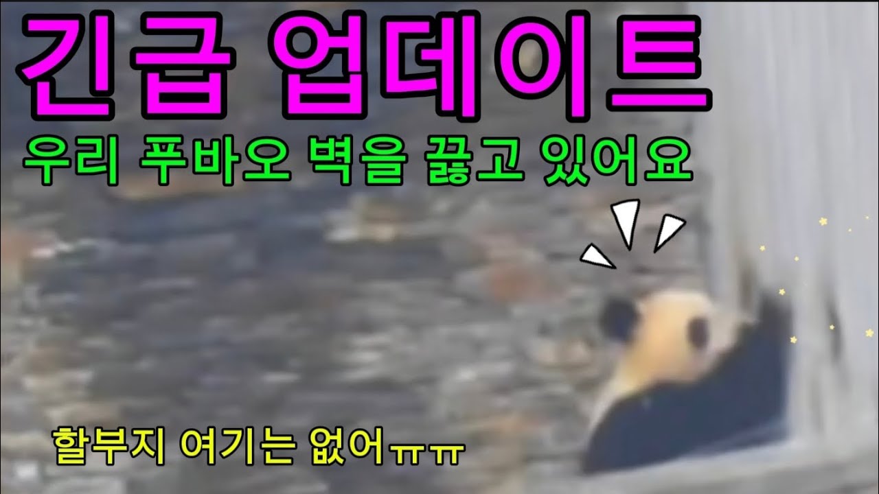 5월8일 어버이날 긴급 업데이트 푸바오 방황 하네요 ㅠㅠ 😭 Youtube