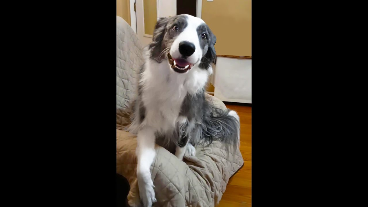 Insomnia Dog 13: Zoey the Border Collie Reacts to Good News at 2:32 a.m ...