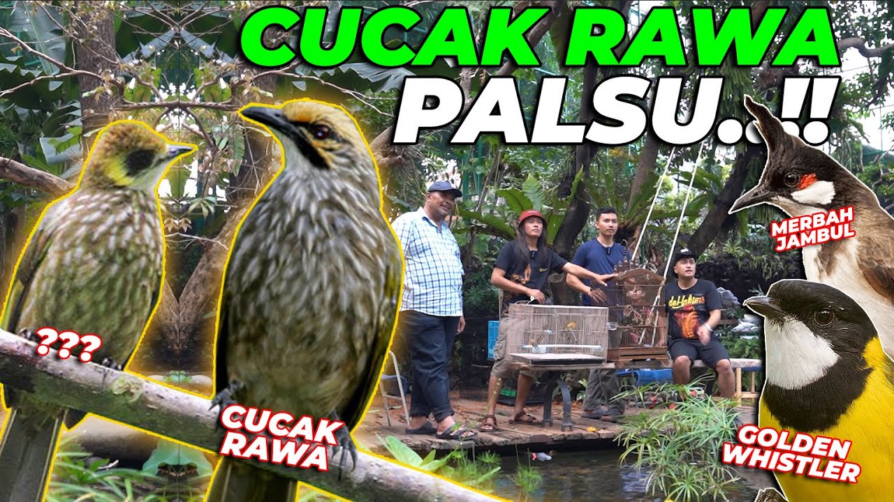 DISANGKA ANAK CUCAK RAWA. PADAHAL ... - YouTube