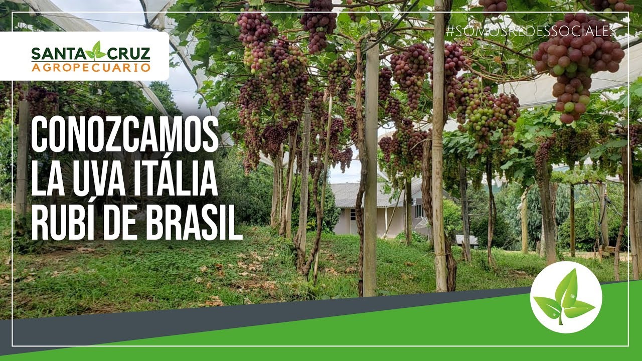 CONOCIENDO LA UVA ITÁLIA RUBÍ DE BRASIL - YouTube