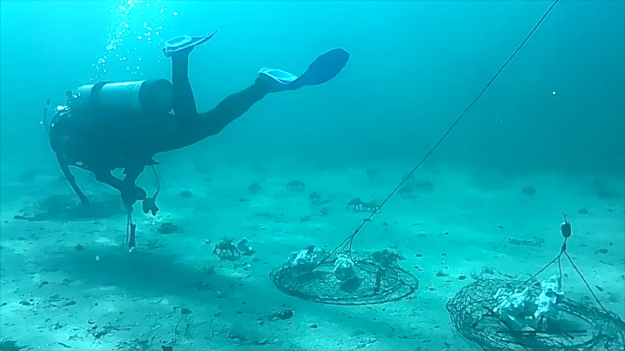 2020 June Spider Crab Rye pier dive - YouTube