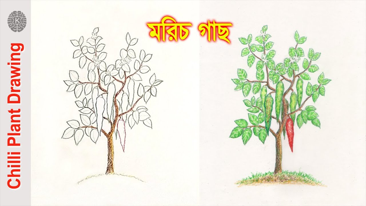 How to Draw a Chilli plant| Realistic Chilli plant Drawing| Easy Step ...