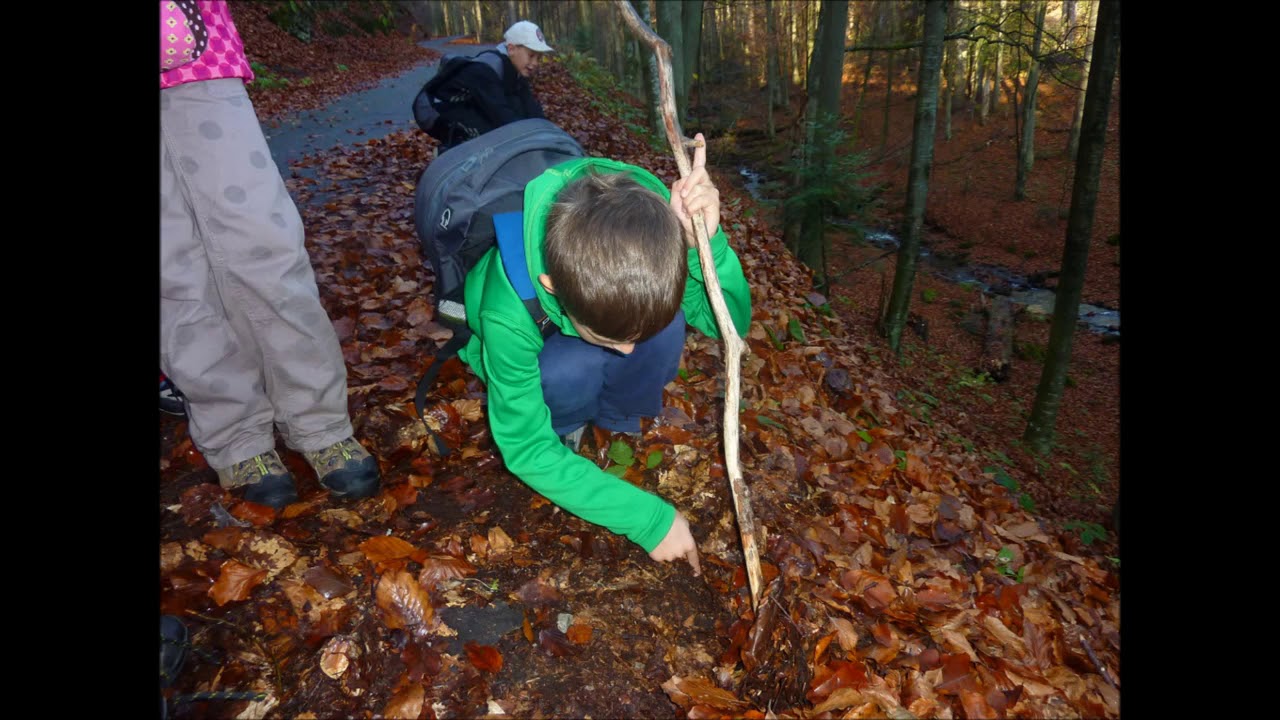 Týždeň zdravia - Badínsky prales - YouTube