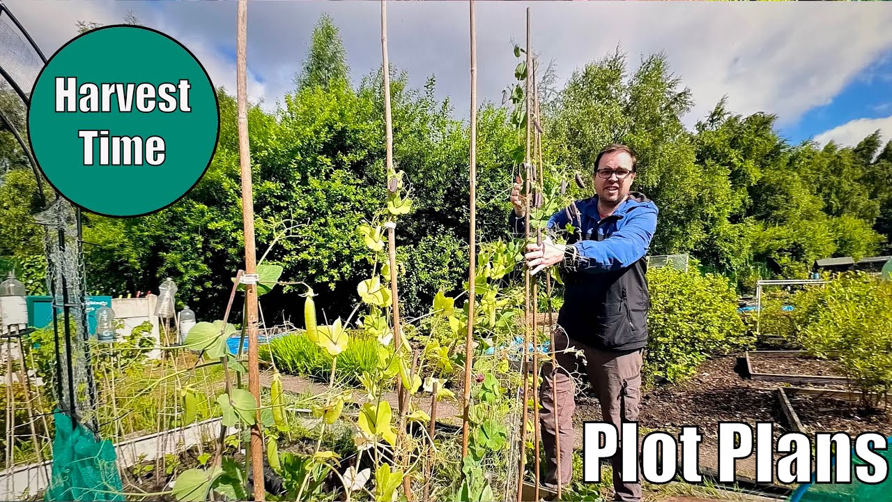 July Harvest and Plot Plans | Allotment for Beginners | Allotment Life ...