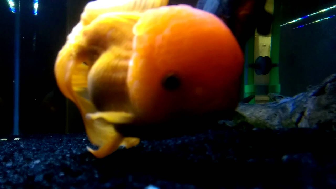 Goldfish yawning - YouTube
