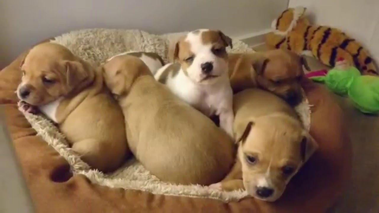 Teething Staffordshire Bull Terrier Puppies 3w - YouTube