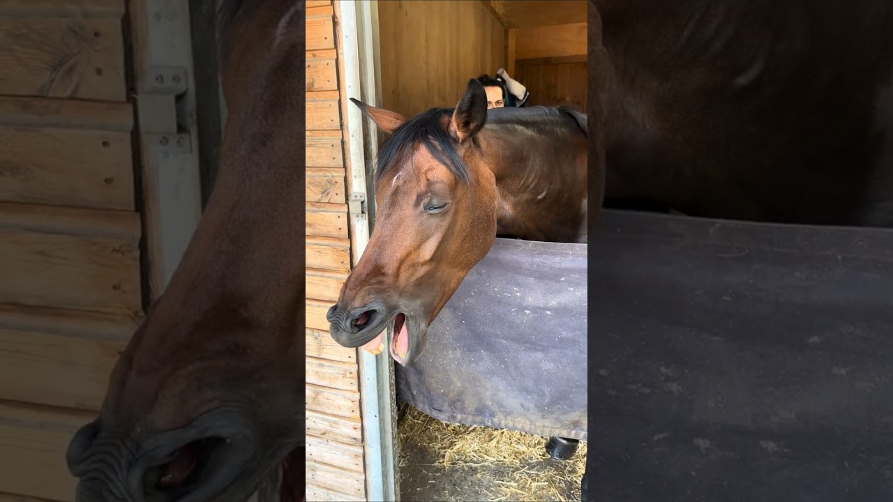 Masterson Method® Equine Bodywork - YouTube