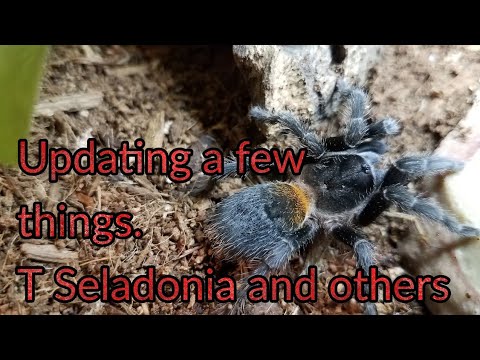 Tarantula Update including T seladonia - YouTube