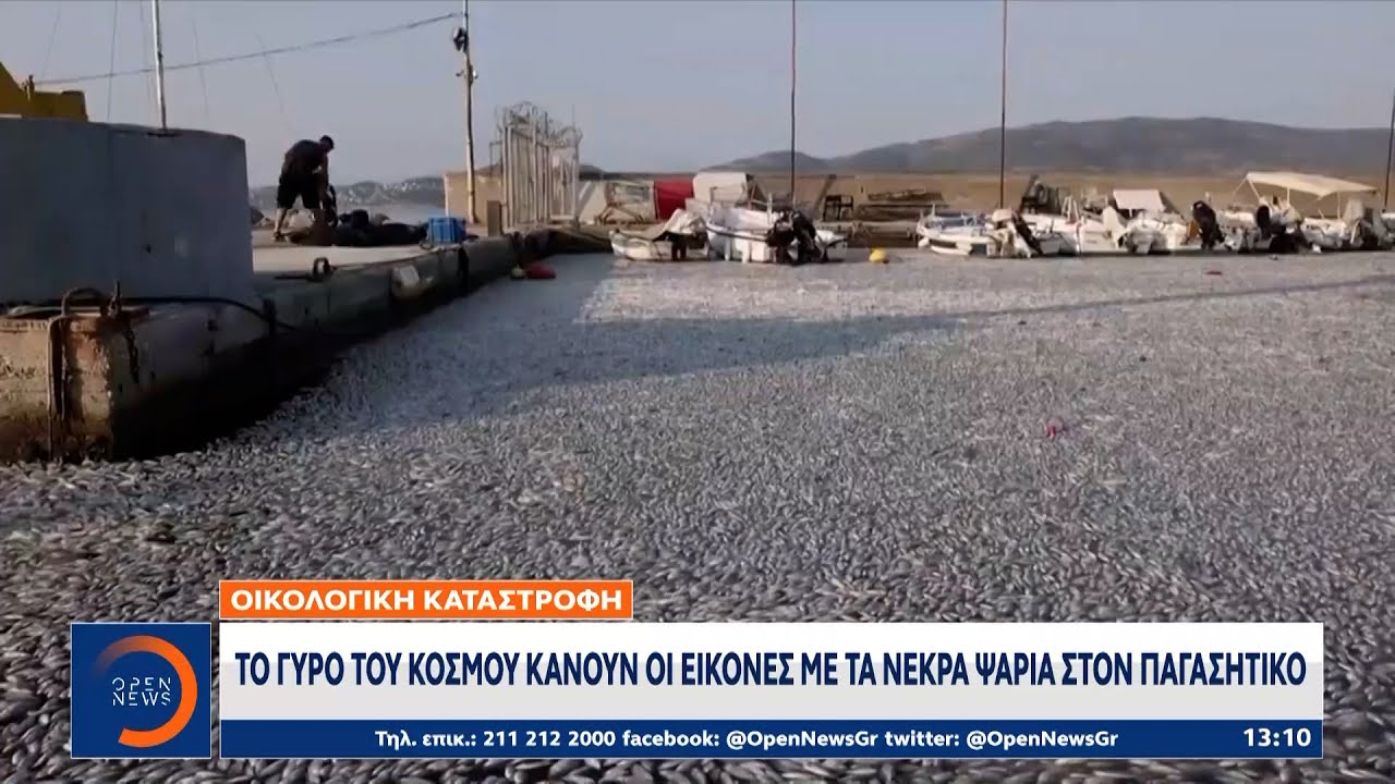 Το γύρο του κόσμου κάνουν οι εικόνες με τα νεκρά ψάρια στον Παγασητικό ...
